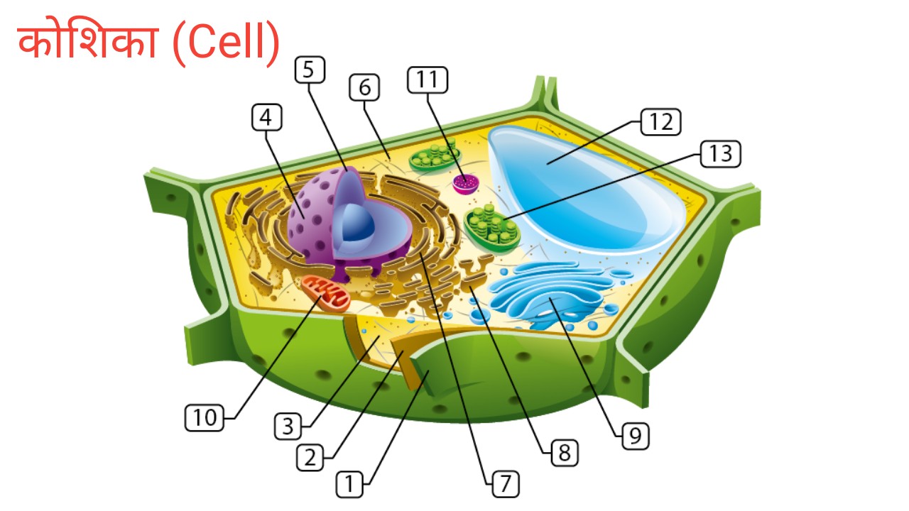 कोशिका (Cell) - खोज, प्रकार, विभाजन - सुगम ज्ञान